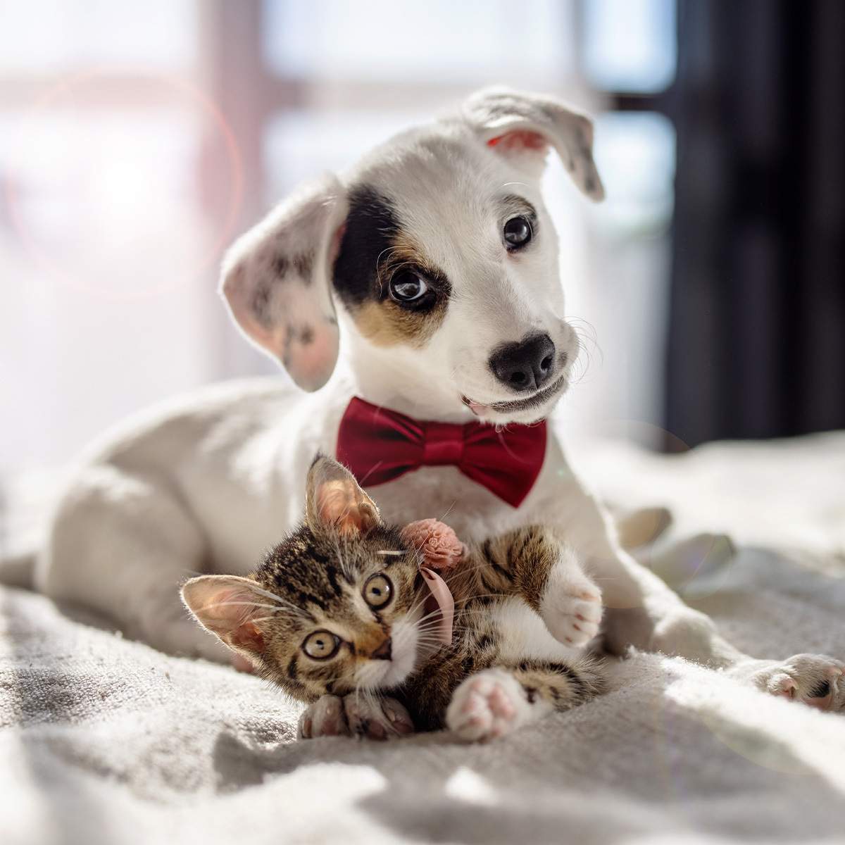 Contact | Saint Lucie Veterinarian | North Port Animal Hospital